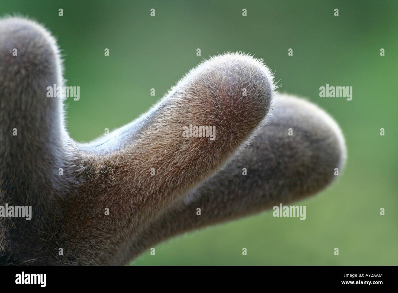 Burgeoning hi-res stock photography and images - Alamy
