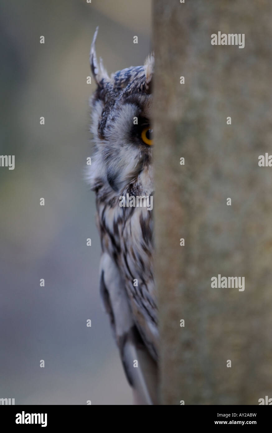 Long Eared owl behind tree UK Stock Photo - Alamy