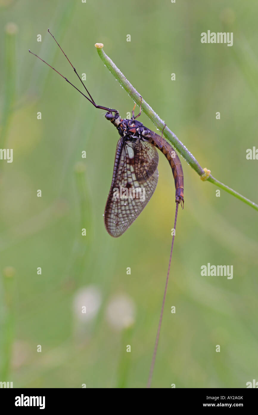 Mayfly with wings upright hi-res stock photography and images - Alamy