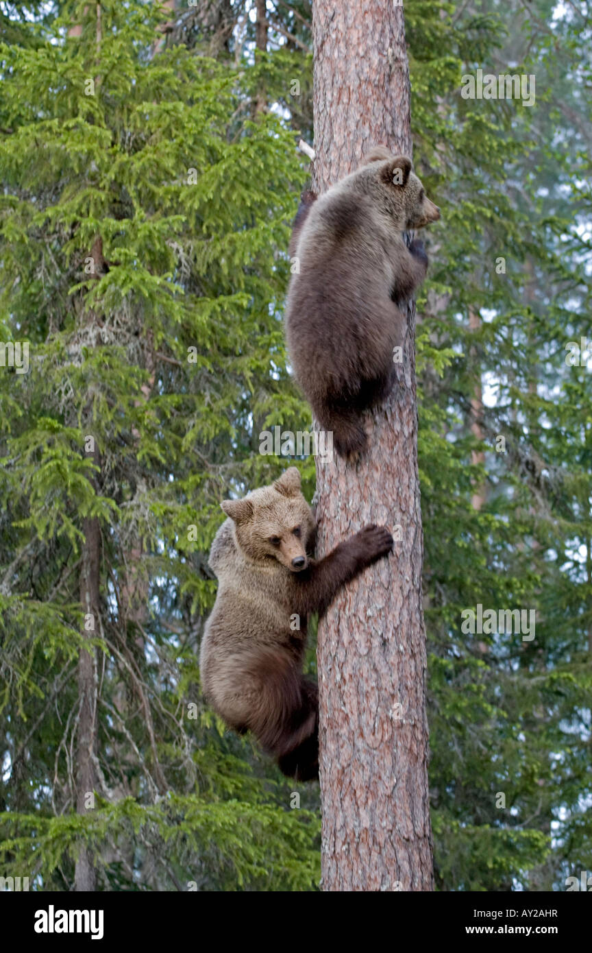 Brown bear cubs climbing tree hi-res stock photography and images - Alamy