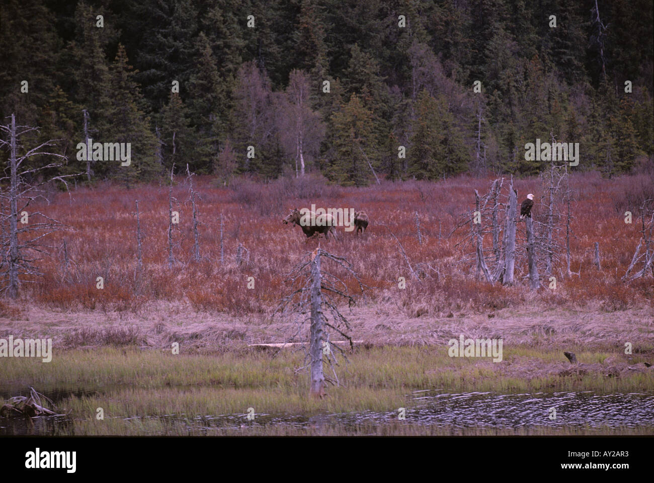 Eagle Calf High Resolution Stock Photography and Images - Alamy