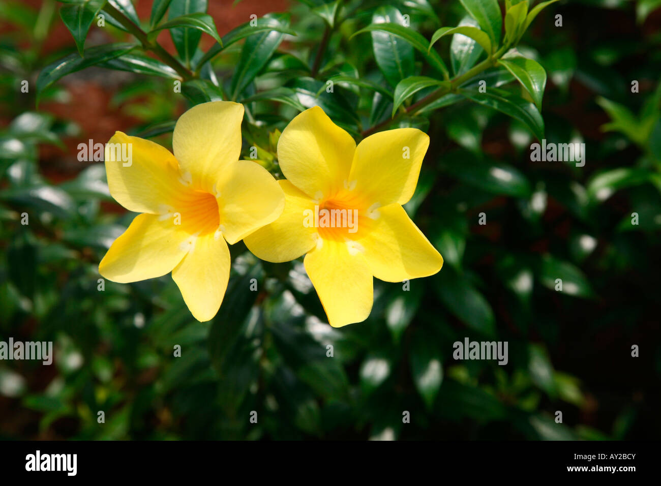 Alamanda hi-res stock photography and images - Alamy