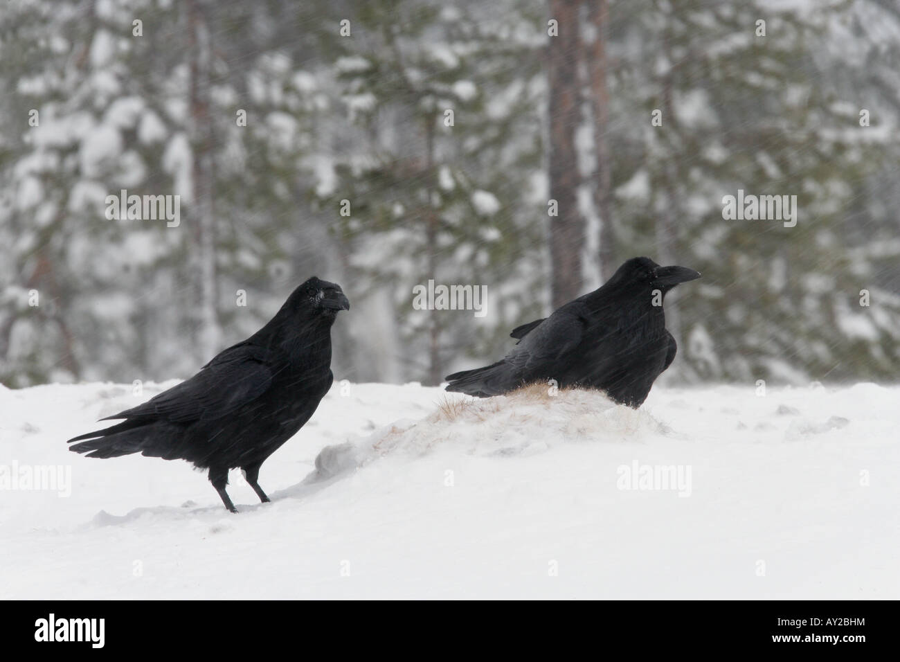 Raven snow hi-res stock photography and images - Alamy