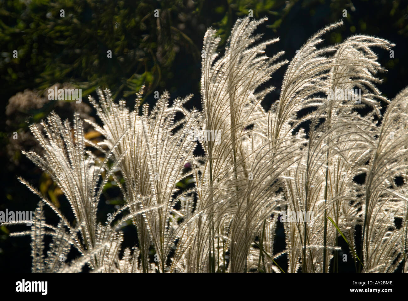 Japanese Silver Grass Backlit Stock Photo - Alamy