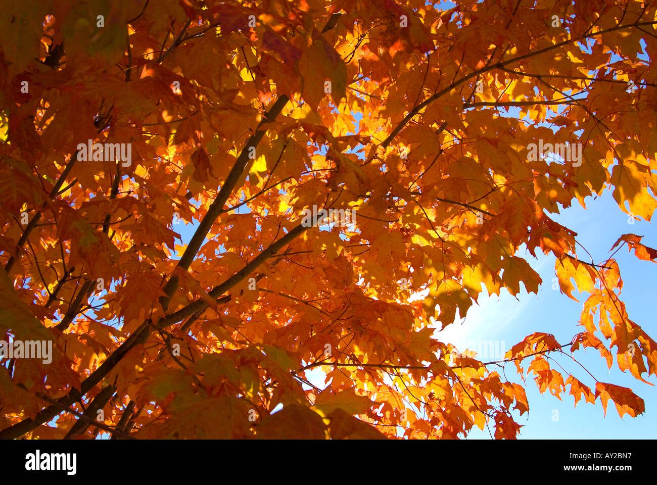 Backlit Maple Tree Stock Photo - Alamy