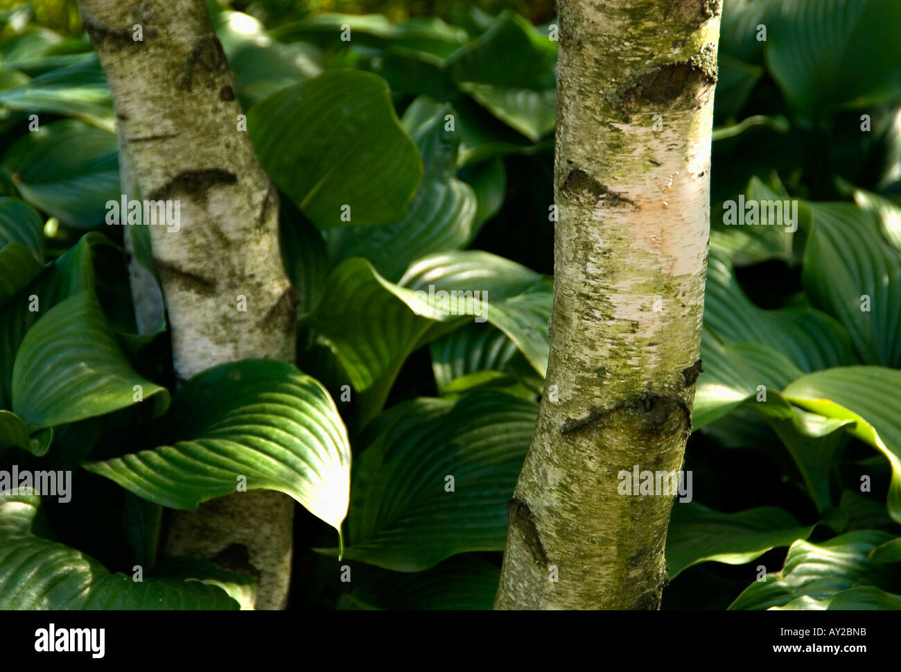 Birch Tree Trunks Stock Photo - Alamy