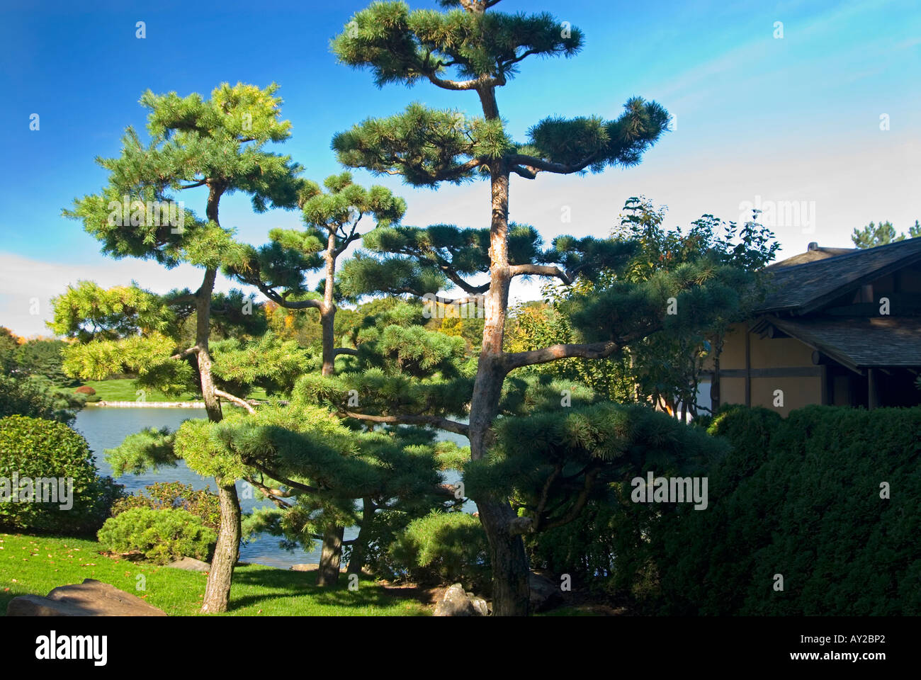Large bonsai pine hi-res stock photography and images - Alamy