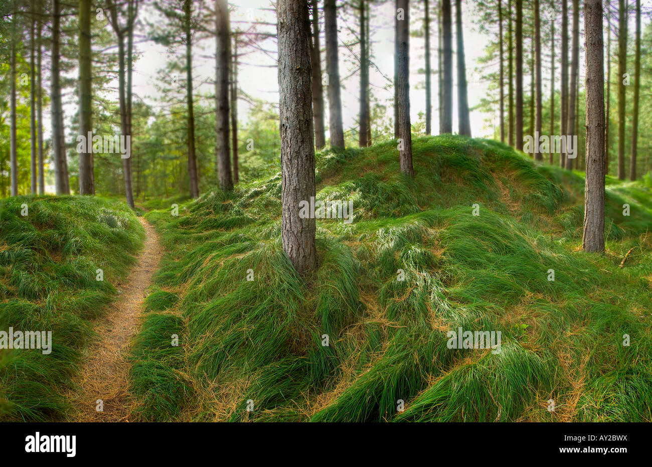 Pathway leading through nature reserve hi-res stock photography and ...