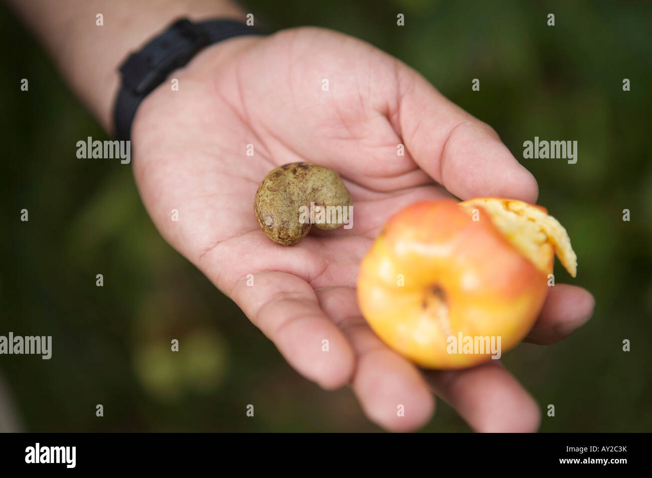 Man holding raw cashew nut and fruit Stock Photo - Alamy