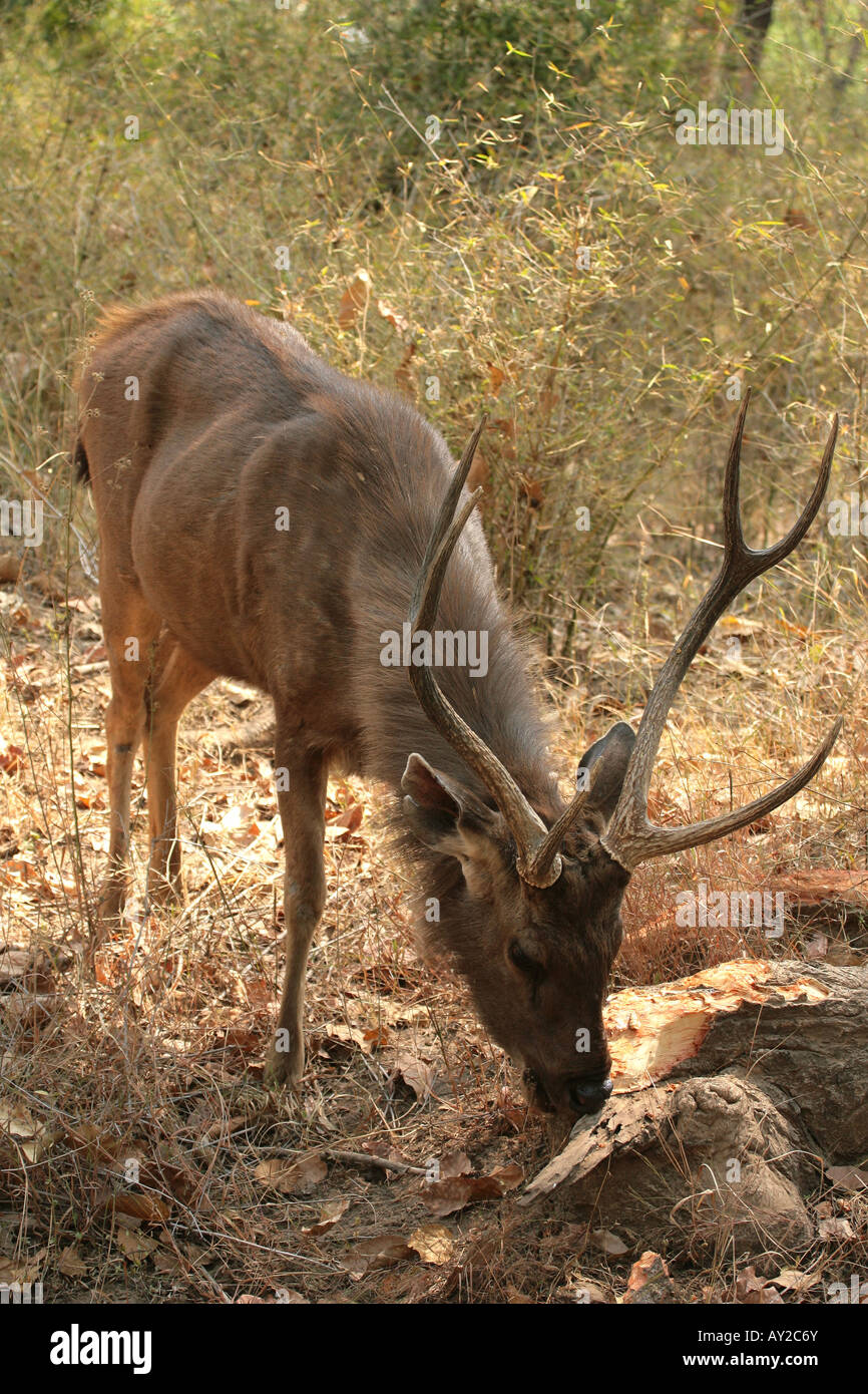 Sambar deer Cervus unicolor buck feeding on tree bark Stock Photo - Alamy