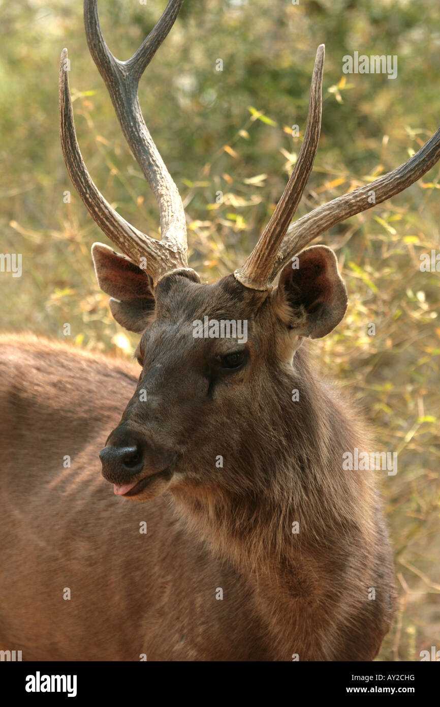 Sambar deer Cervus unicolor buck Stock Photo - Alamy