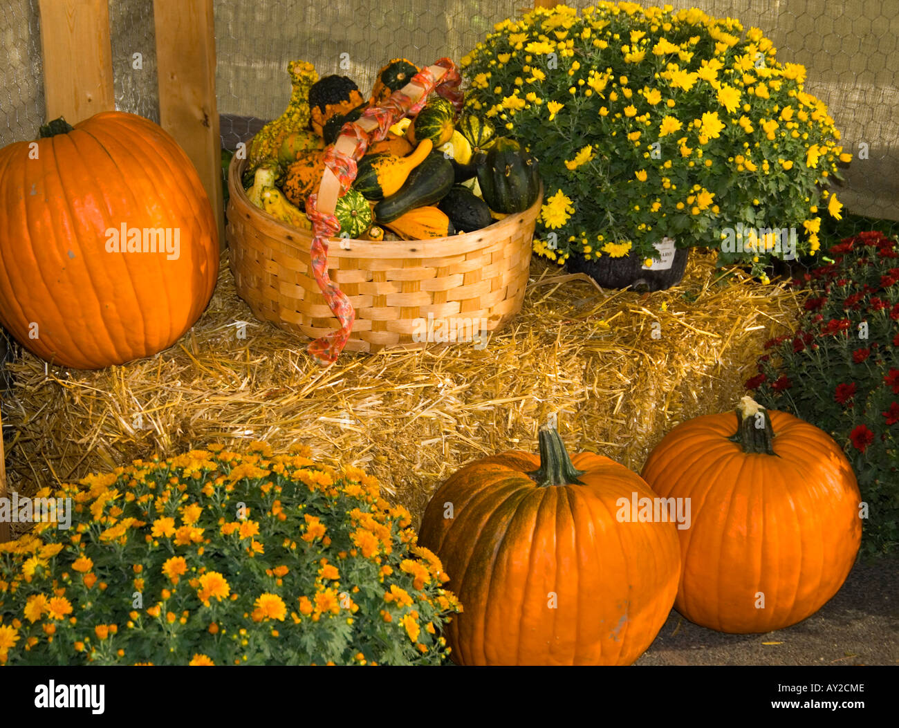 Pumpkin Still Life Stock Photo - Alamy
