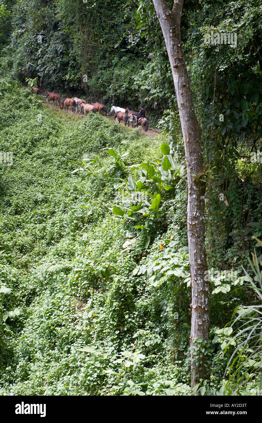 A traditional Costa Rican farmer herding his cattle through the forest ...