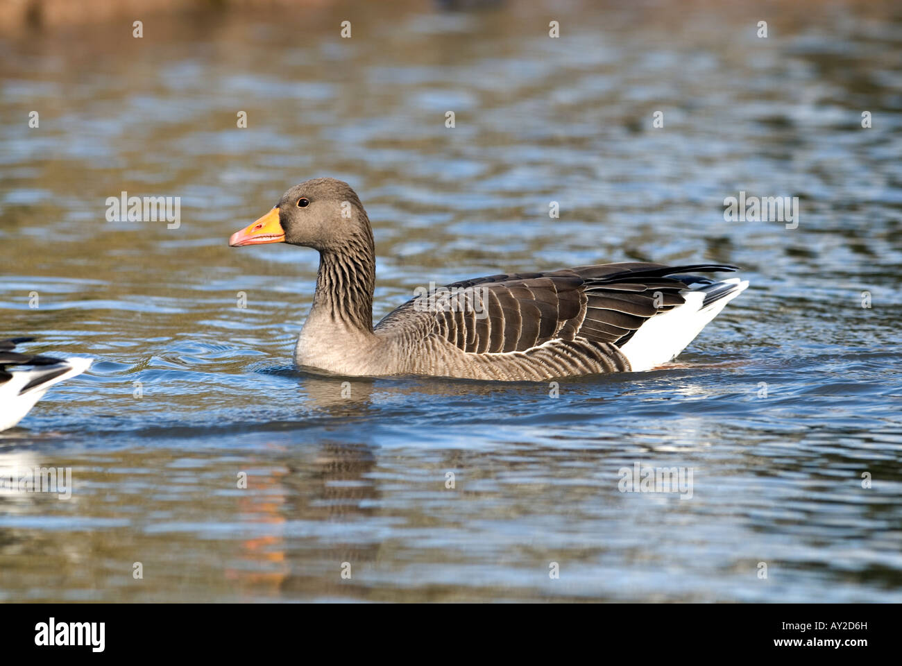 Goose swim hi-res stock photography and images - Alamy