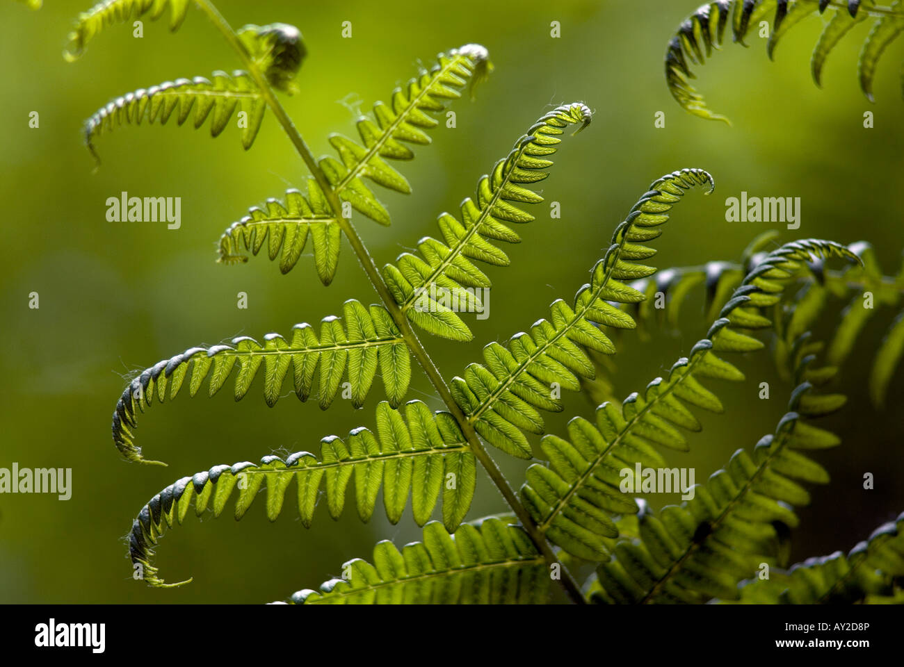 Bracken Fern pteridium aquilinum Stock Photo - Alamy