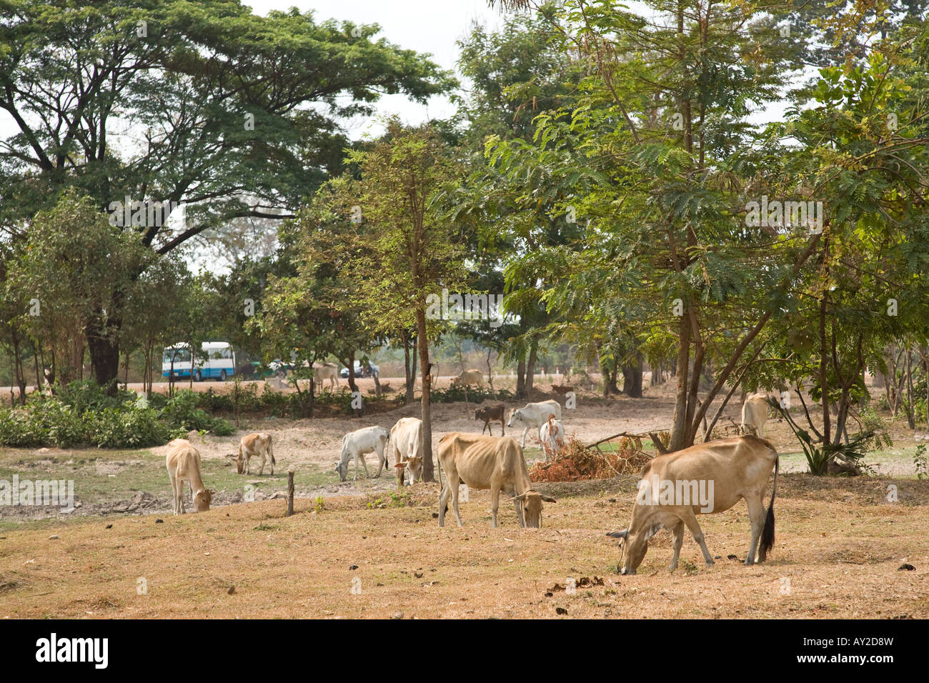 Cows roam freely in Angkor Wat Cambodia Stock Photo - Alamy