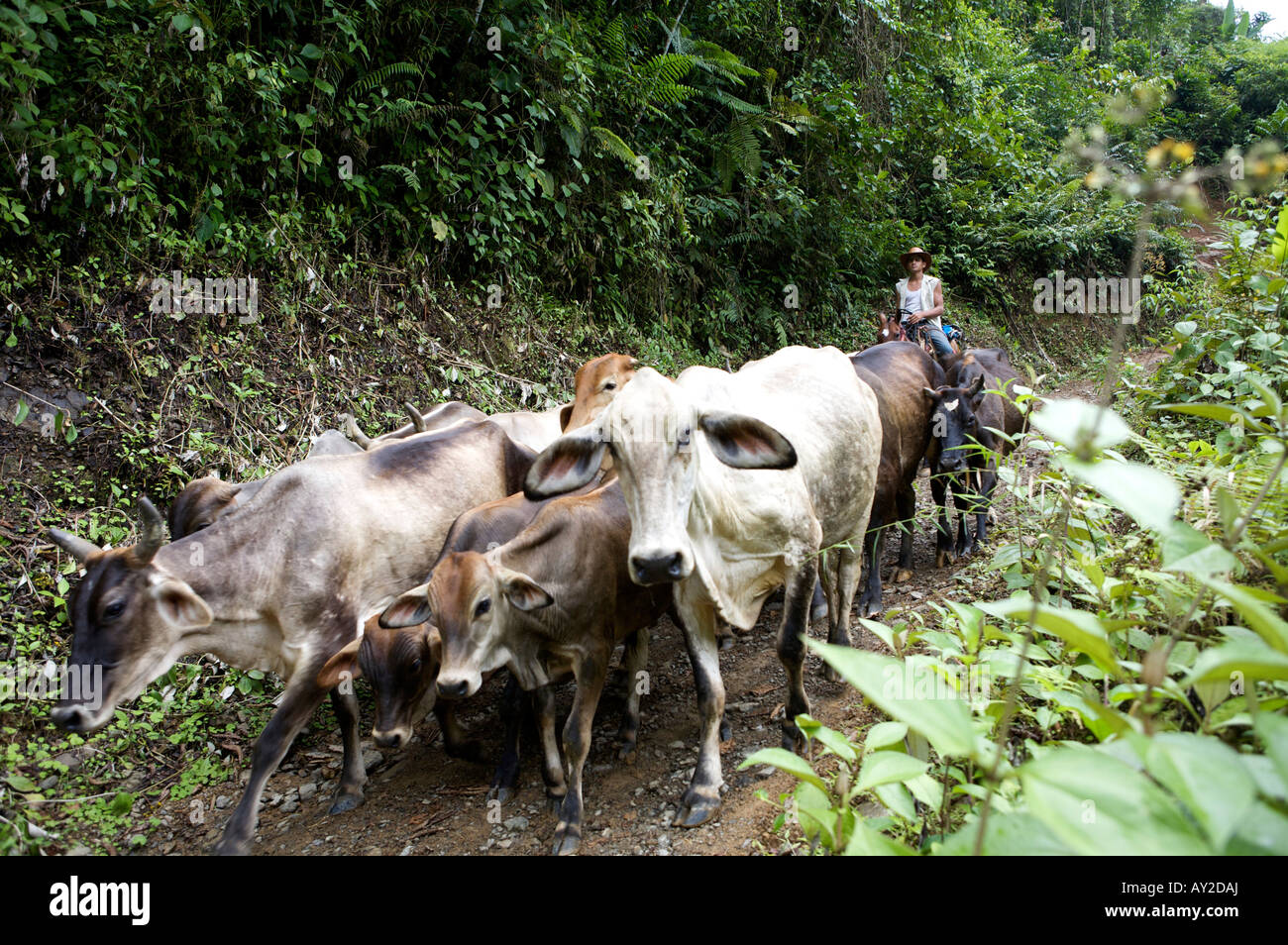A Costa Rican cattle farmer riding a cow to herd his cattle through the ...