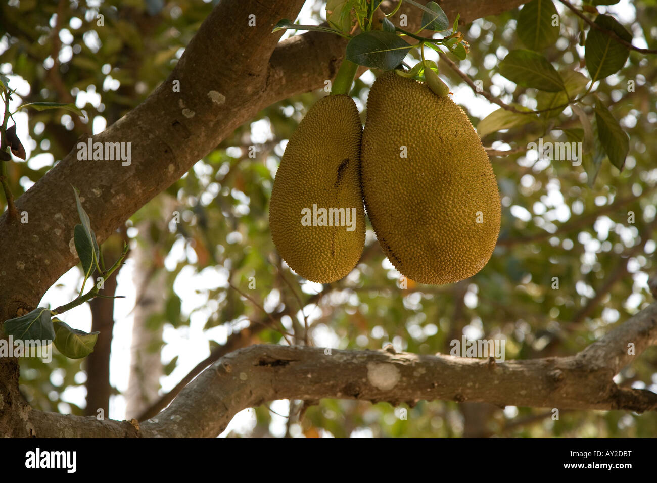 Breadfruit on the tree Stock Photo - Alamy