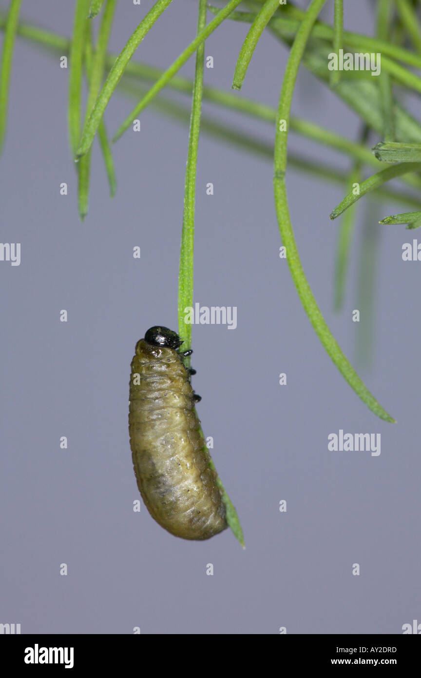 Asparagus beetle larvae on asparagus Stock Photo - Alamy