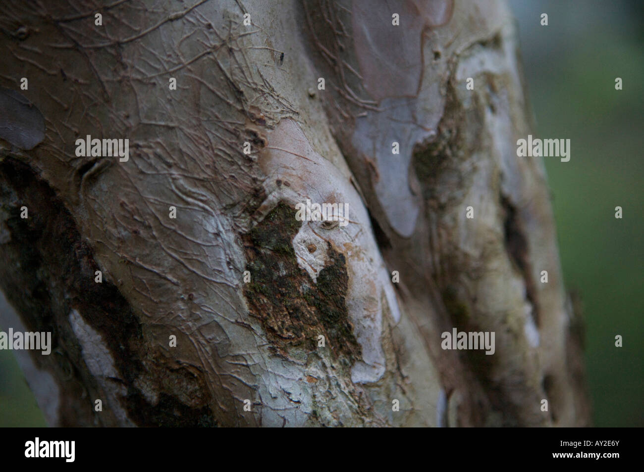 Tree bark on a Costa Rican tree in the rain forest Stock Photo - Alamy