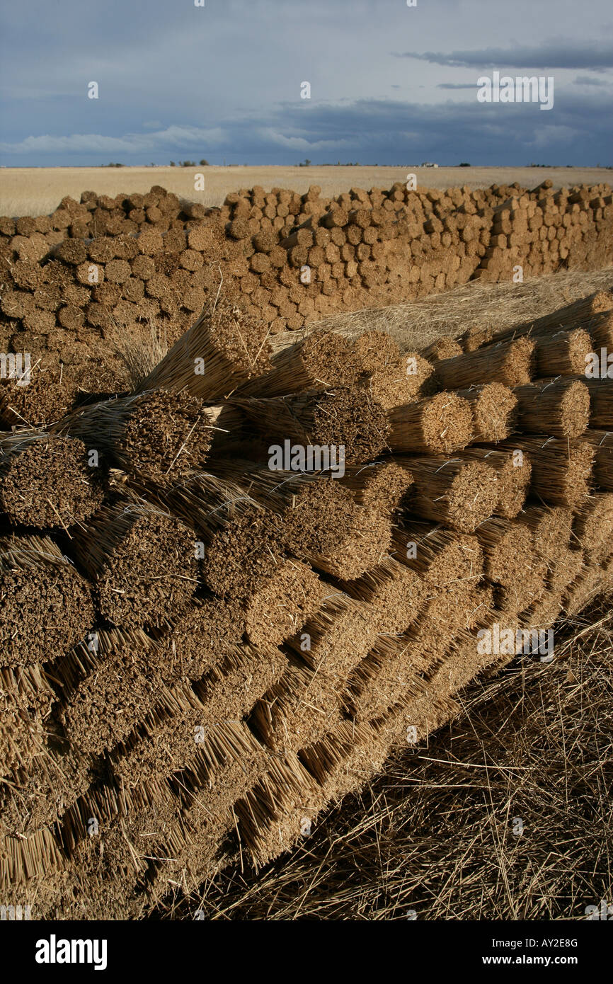 Cut reeds hi-res stock photography and images - Alamy