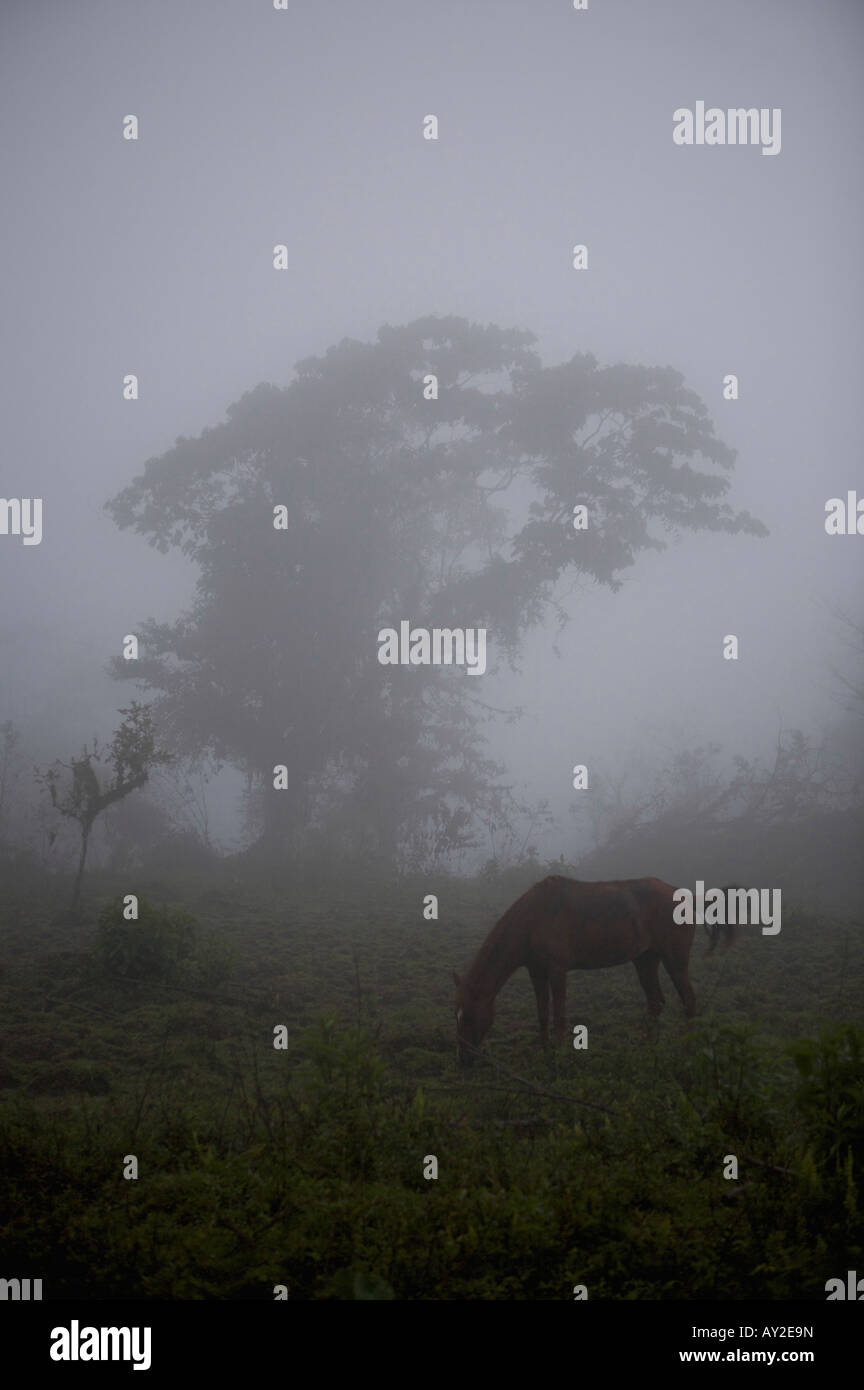 Costa rica rain forest horse hi-res stock photography and images - Alamy