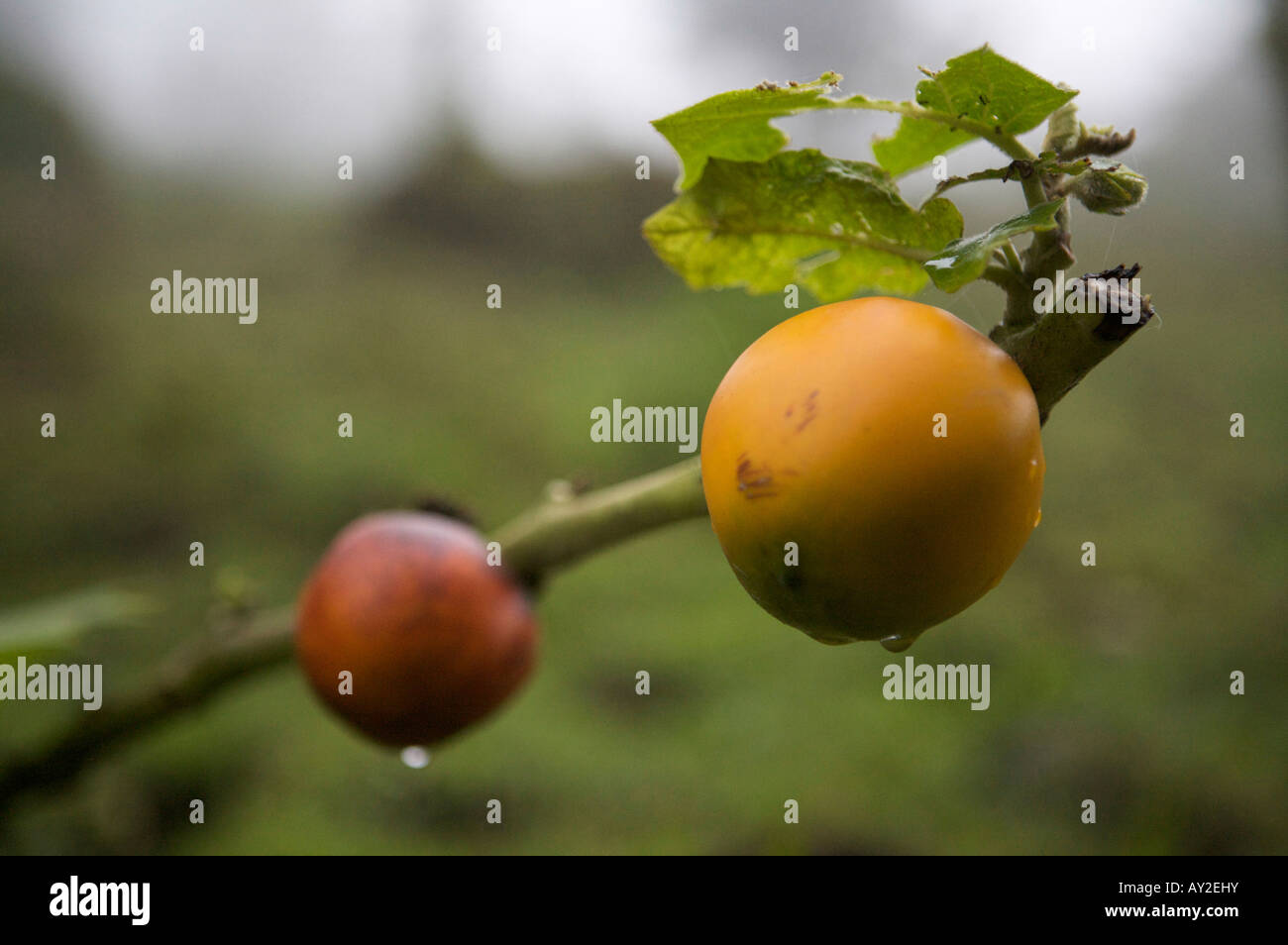 Two fruits on a tree branch Stock Photo - Alamy