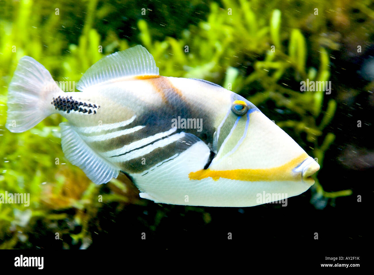 Humuhumu triggerfish hi-res stock photography and images - Alamy