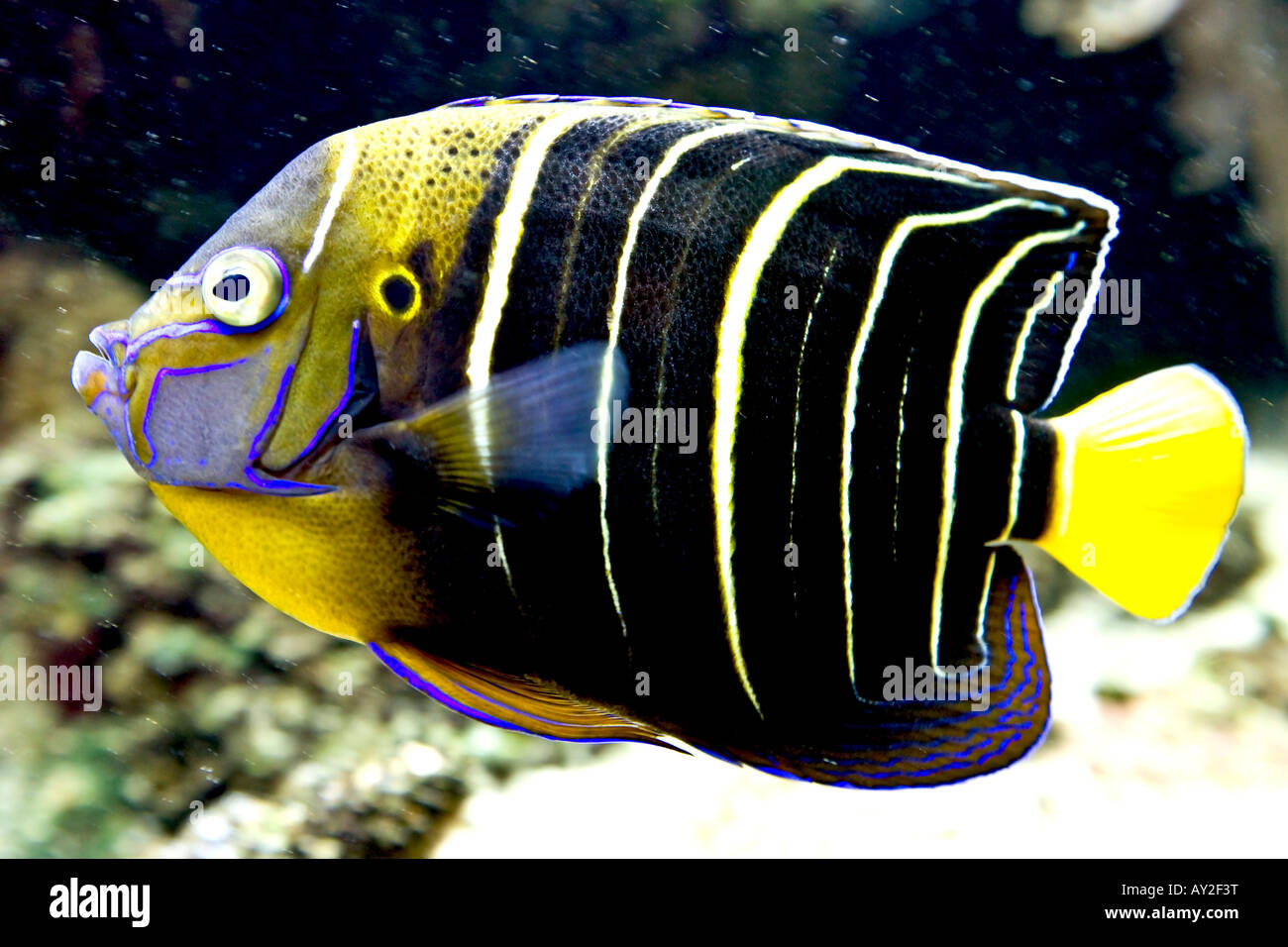 Goldtail angelfish hi-res stock photography and images - Alamy