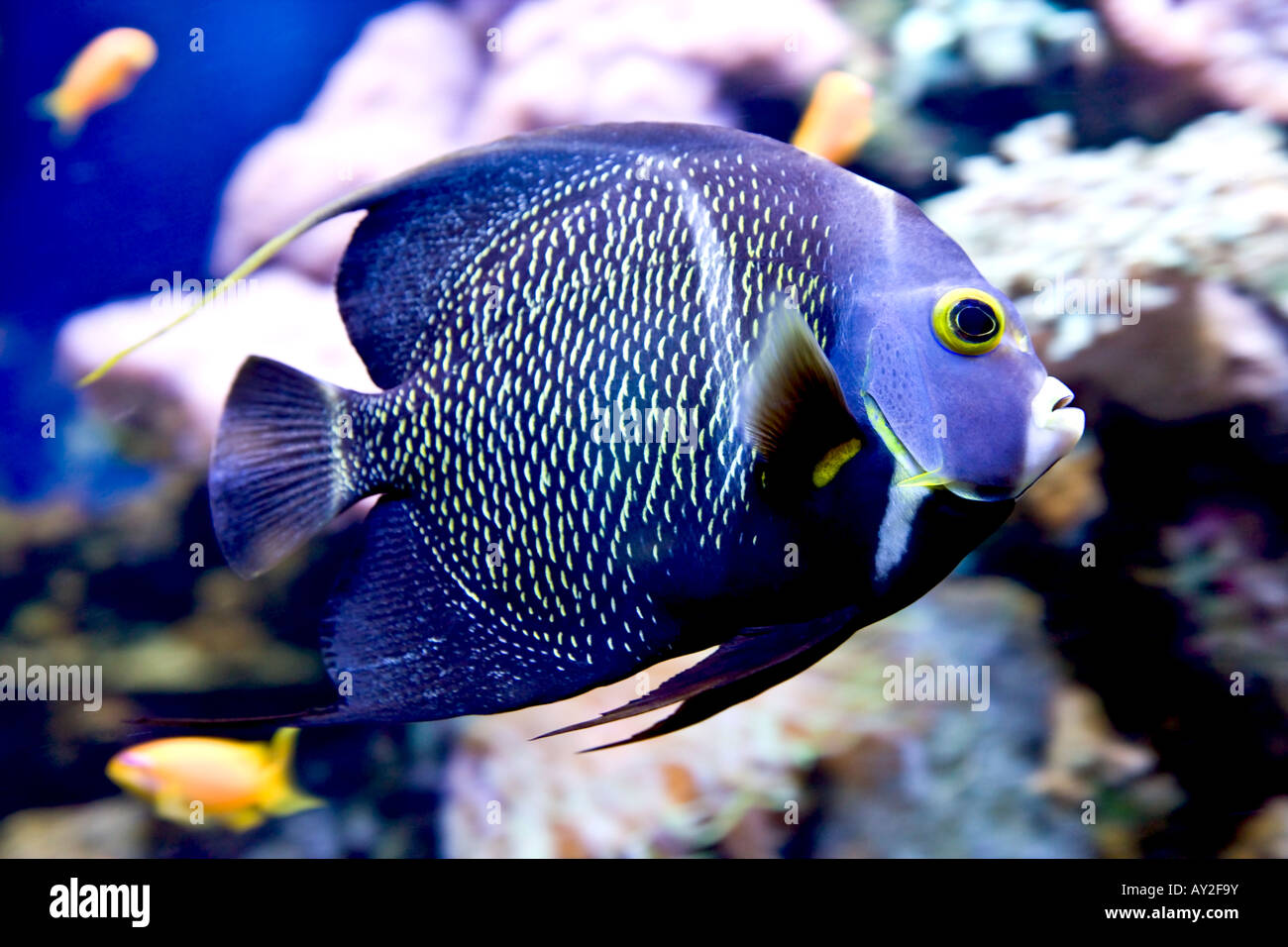 Caribbean fish hi-res stock photography and images - Alamy