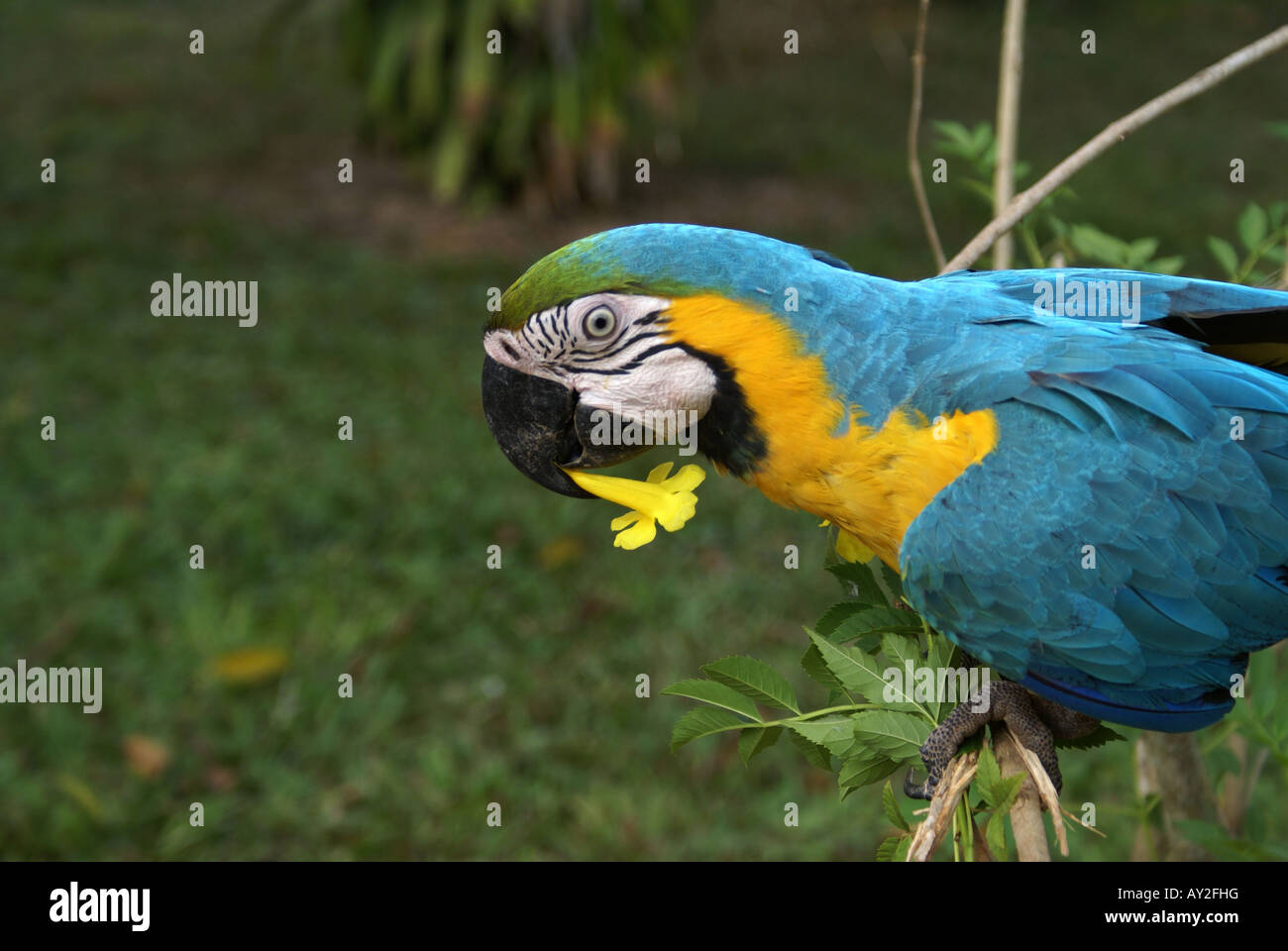 Blue and yellow macaw feeding in rainforest, landscape Stock Photo - Alamy