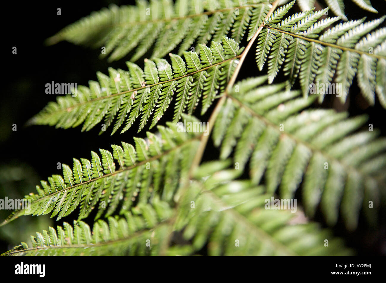 Fern leaves in a Costa Rican rainforest Stock Photo - Alamy