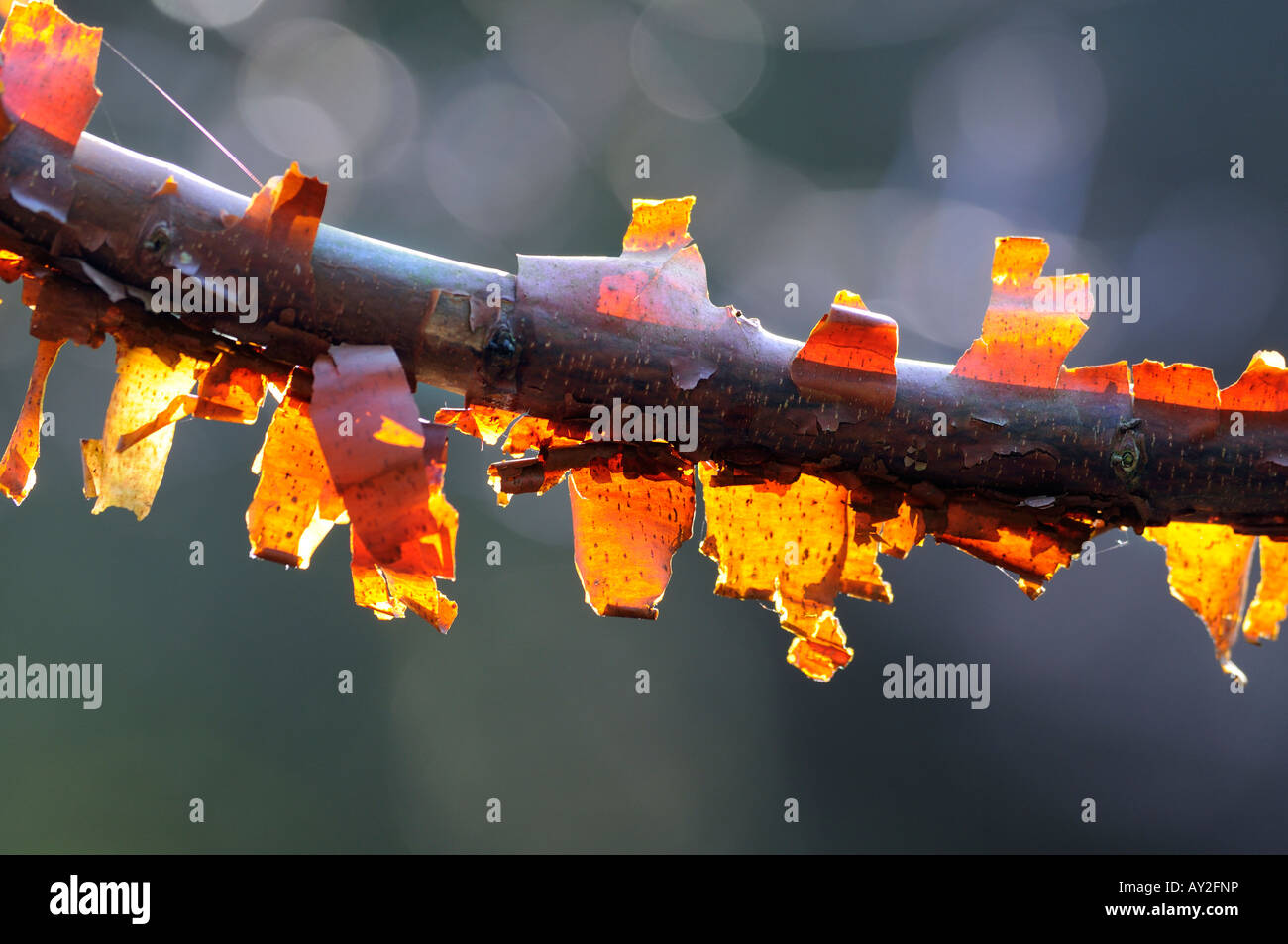 Close up of Paper Bark Maple tree Acer griseum showing the peeling bark ...