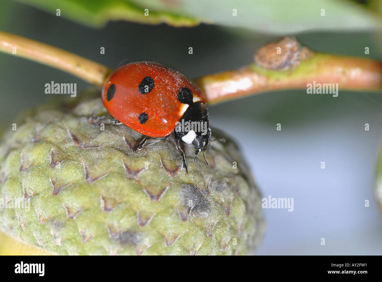 Seven spot ladybird Coccinella 7 punctata Stock Photo - Alamy