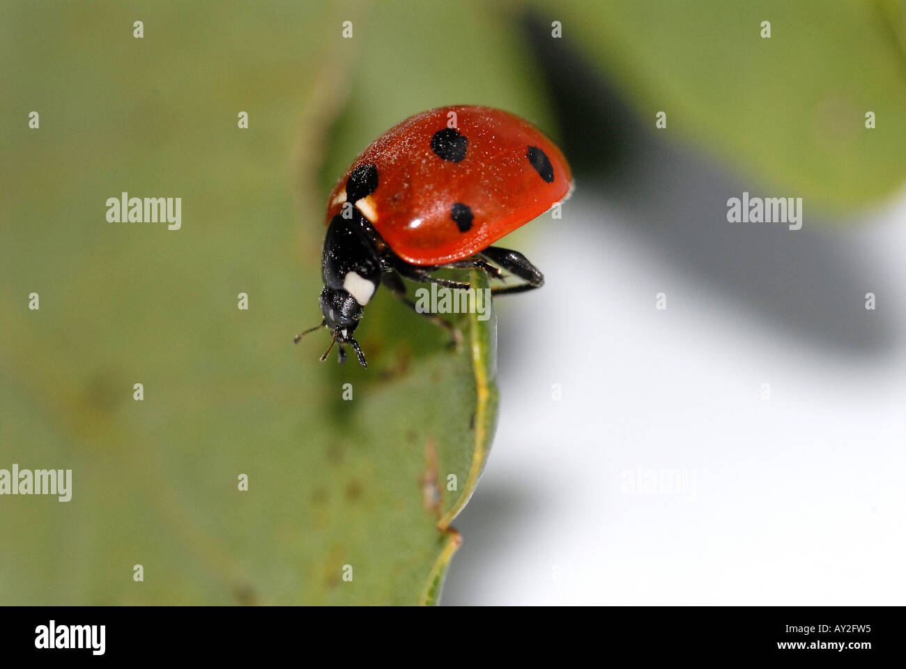 7 spot orange ladybird hi-res stock photography and images - Alamy