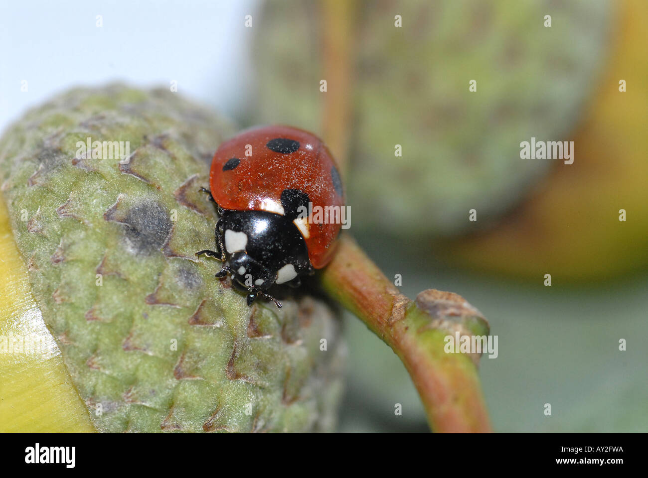Seven spot ladybird Coccinella 7 punctata Stock Photo - Alamy