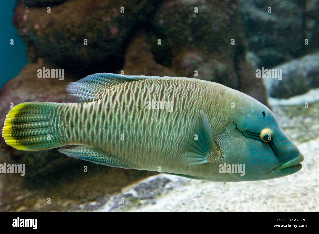 Humphead wrasse hi-res stock photography and images - Alamy