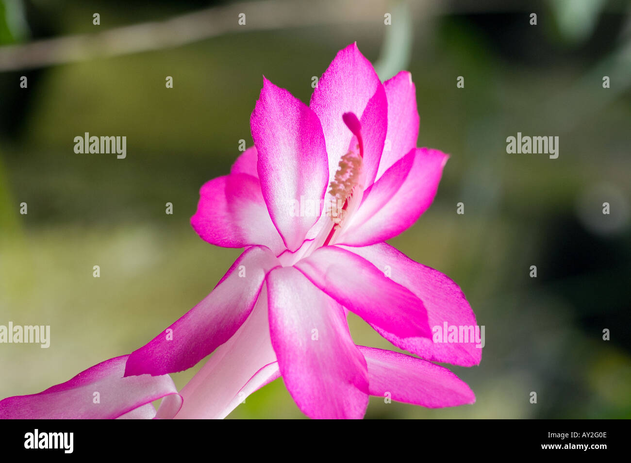 Pink flower Cameron Highlands Malaysia Asia Stock Photo - Alamy