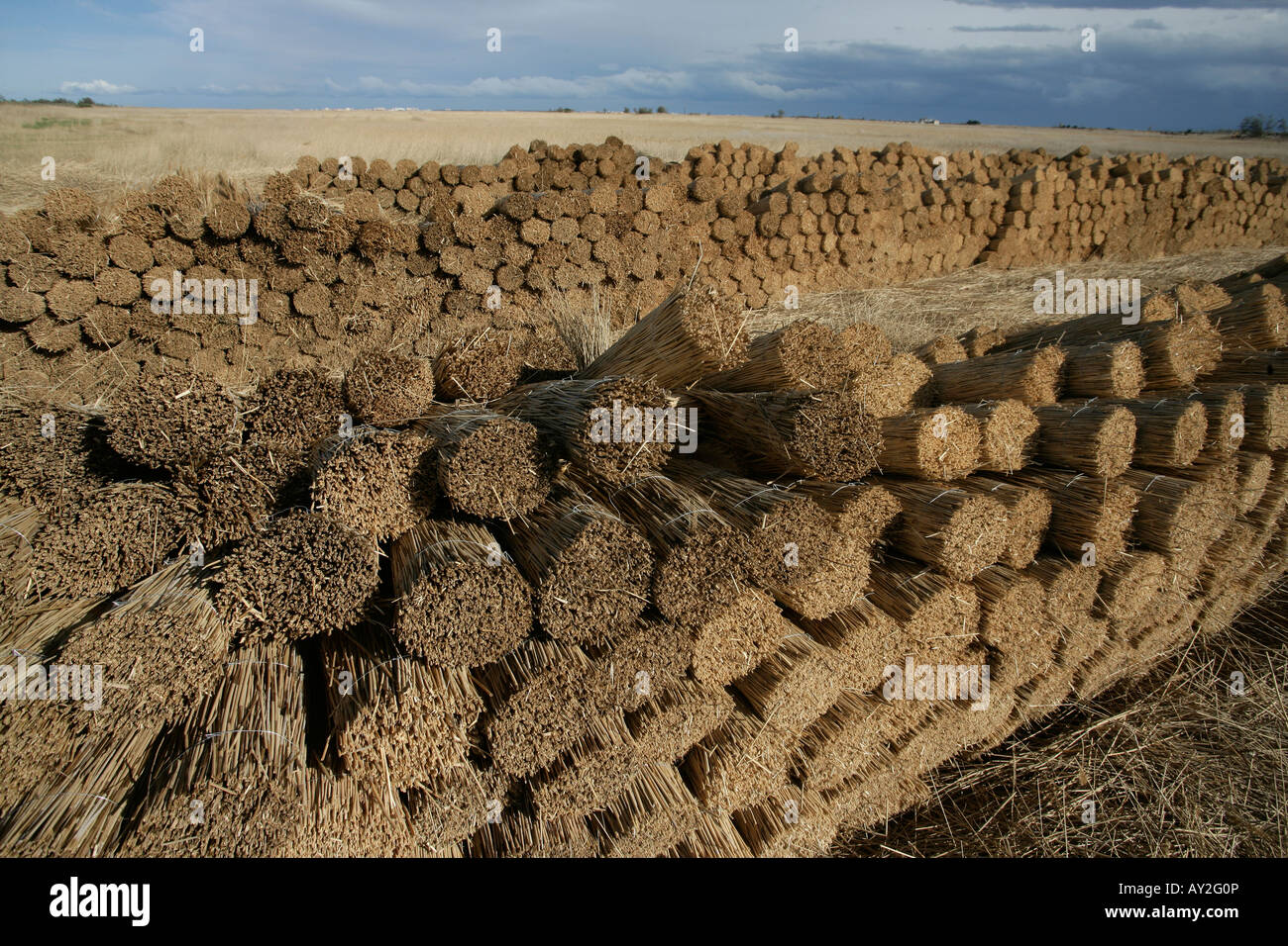 Cut Reeds High Resolution Stock Photography and Images - Alamy