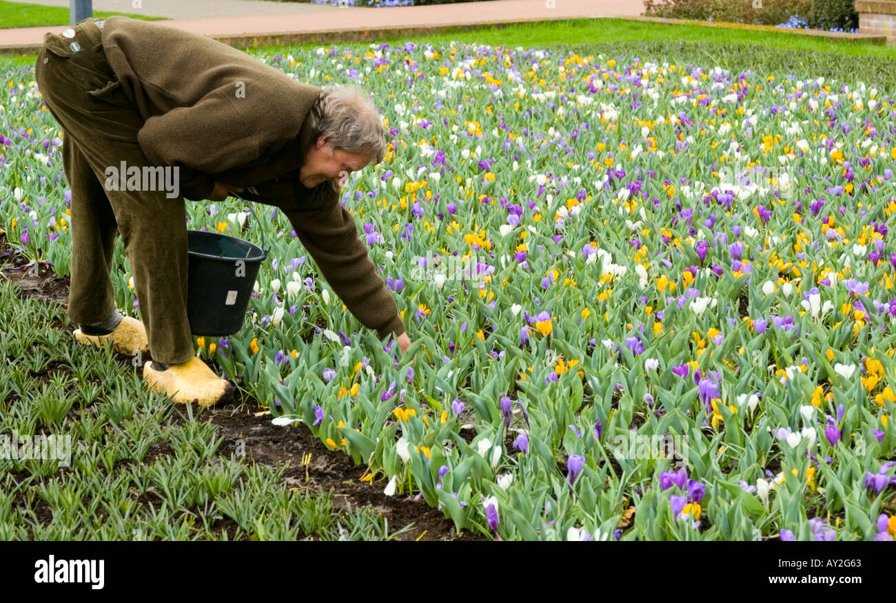 Gardener working in his tulip patch in the Netherlands Stock Photo - Alamy
