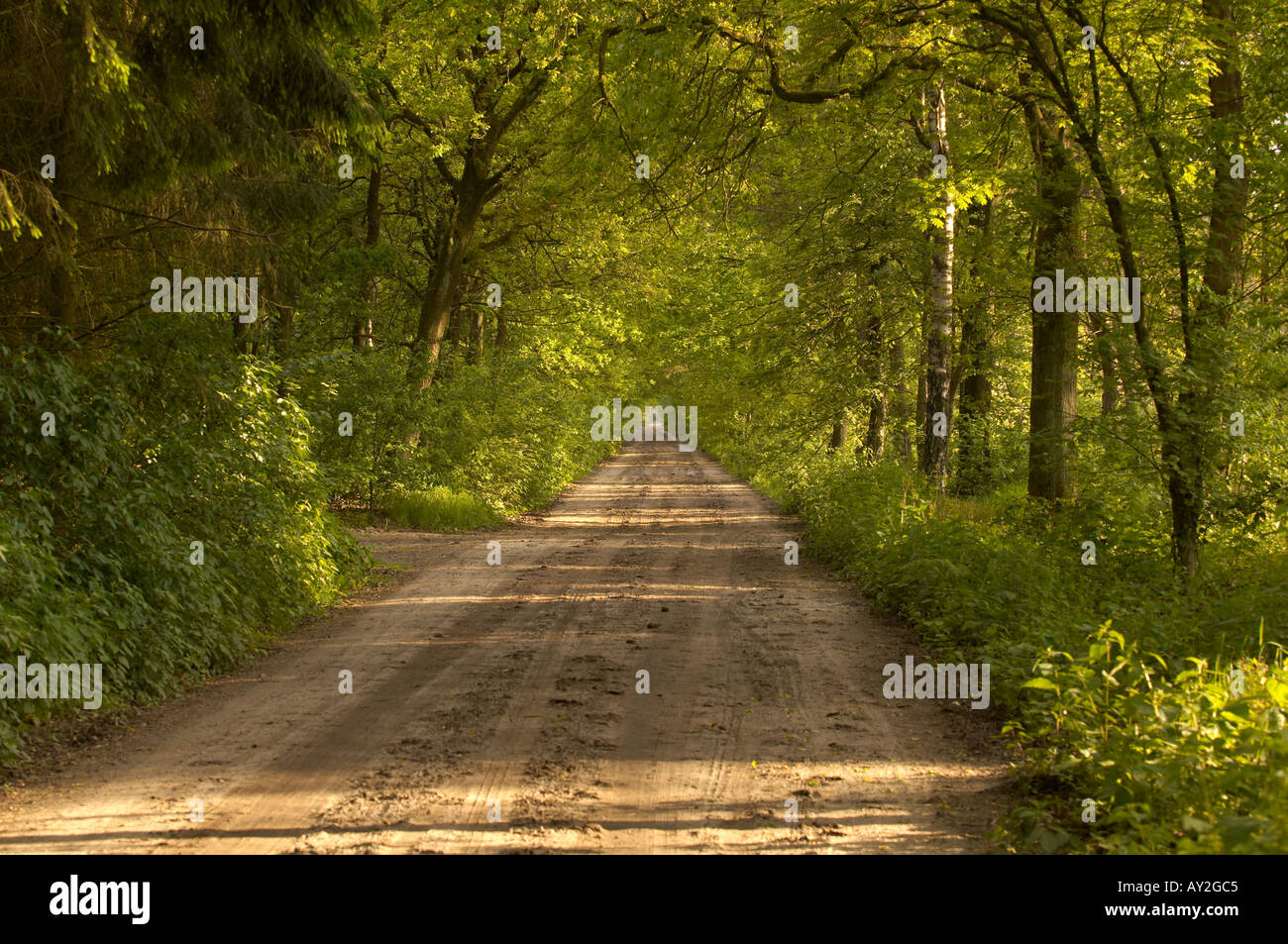 country dirt road through the woods Stock Photo - Alamy