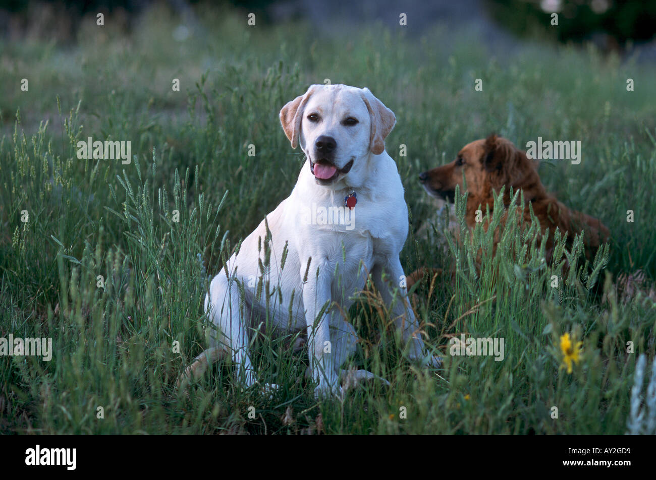 Alert Labrador retriever and German Shepherd mix Stock Photo - Alamy