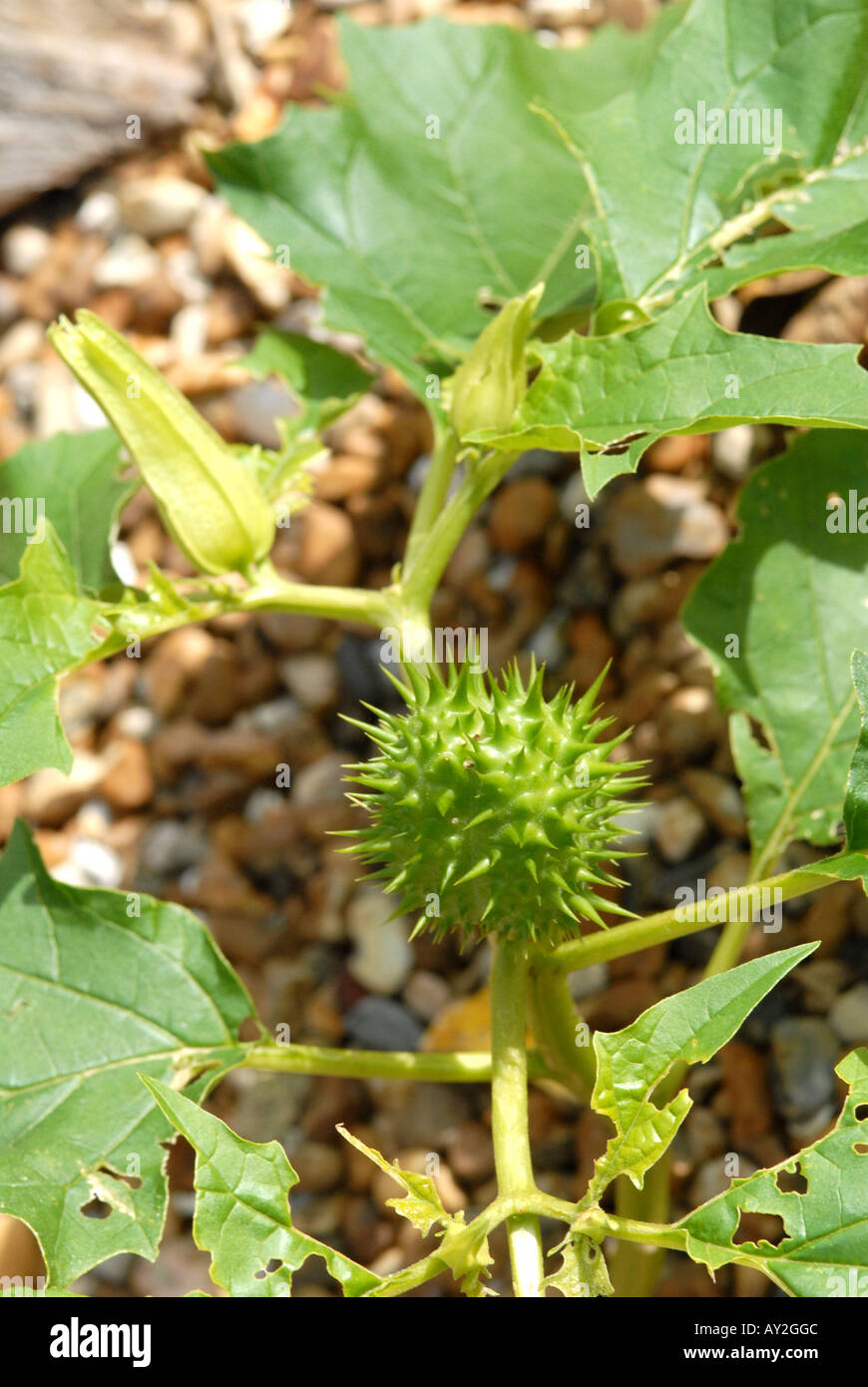 Thorn apple Datura stramonium Thorn Apple Thornapple Jimsonweed are ...