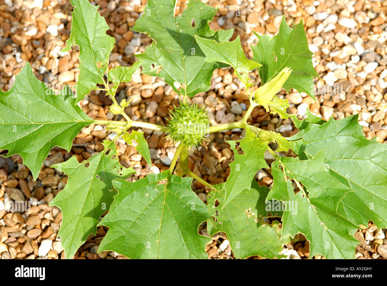 Jimson weed poison hi-res stock photography and images - Alamy