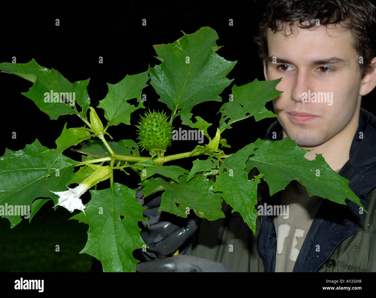 Thorn apple Datura stramonium Thorn Apple Thornapple Jimsonweed are ...