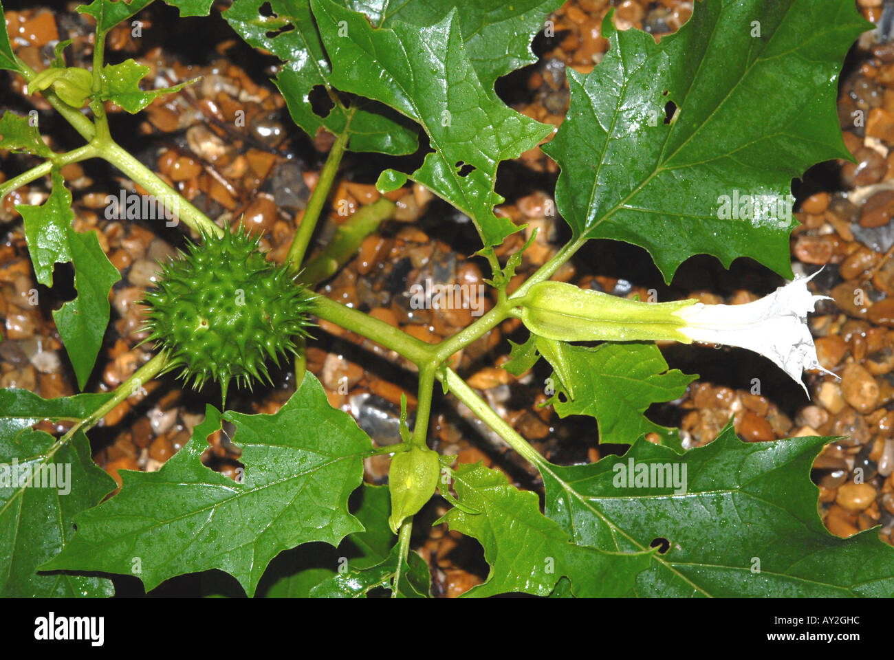 Thorn apple Datura stramonium Thorn Apple Thornapple Jimsonweed are ...