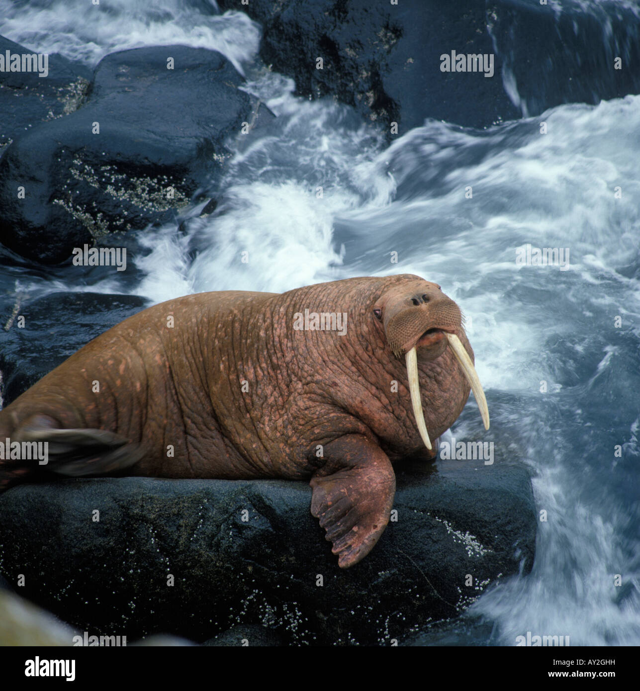 WALRUS walrus on rock Marine Mammal Stock Photo - Alamy