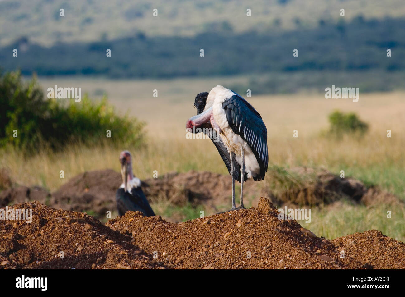 MARABOU STORKS LEPTOPTILOS CRUMENIFERUS Stock Photo - Alamy