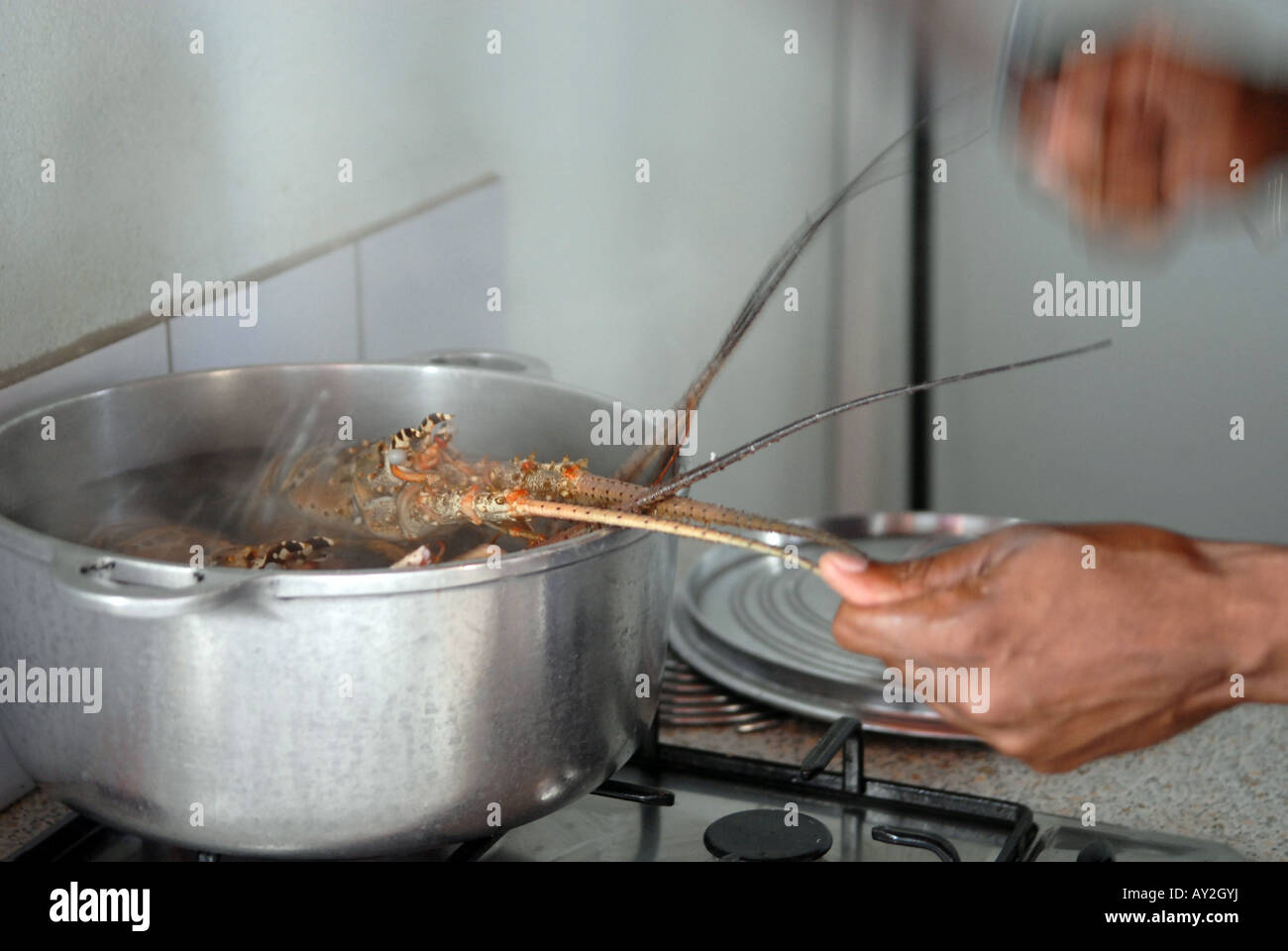 Boiling lobster hi-res stock photography and images - Alamy