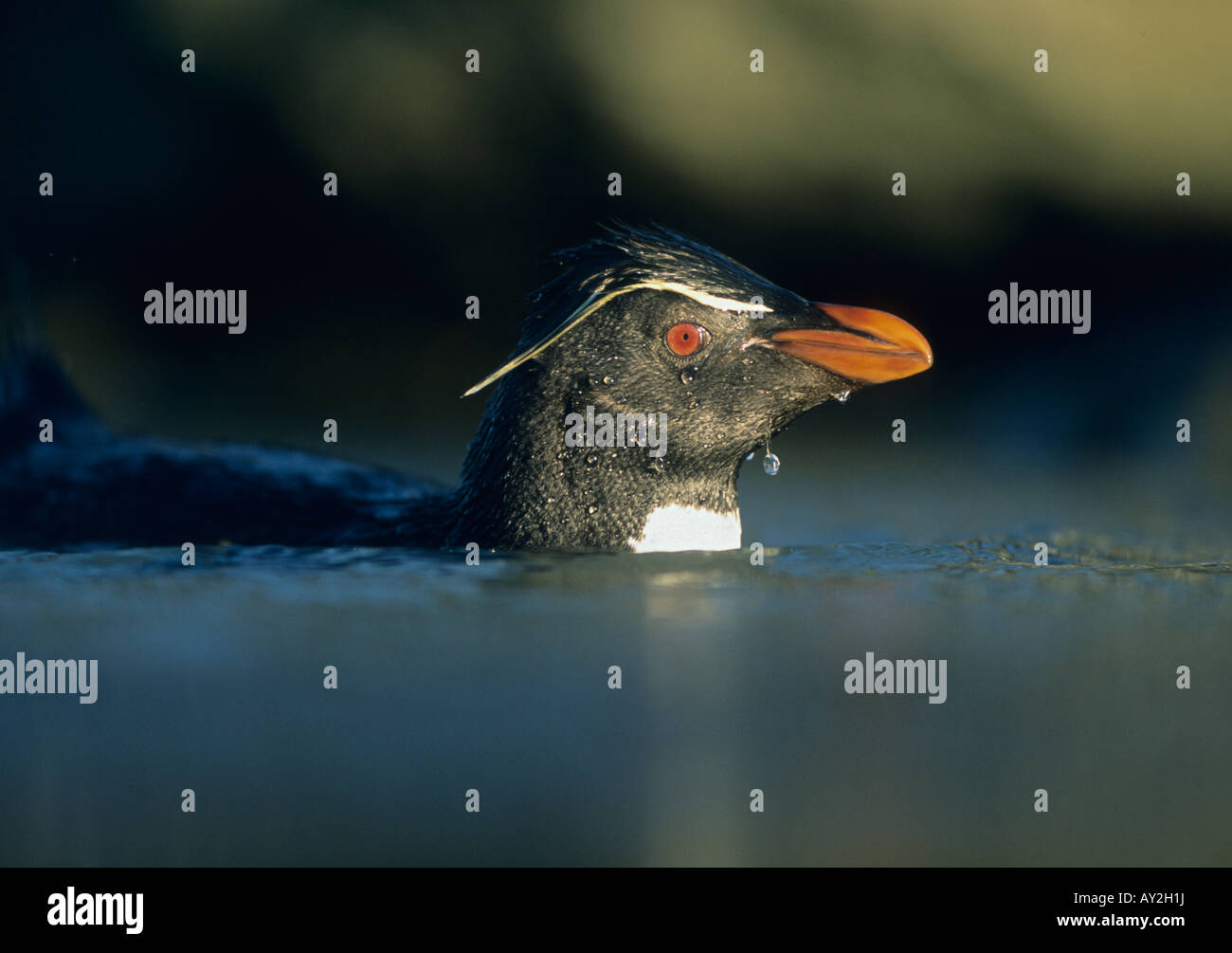 Eudyptes chrysocome swimming hi-res stock photography and images - Alamy